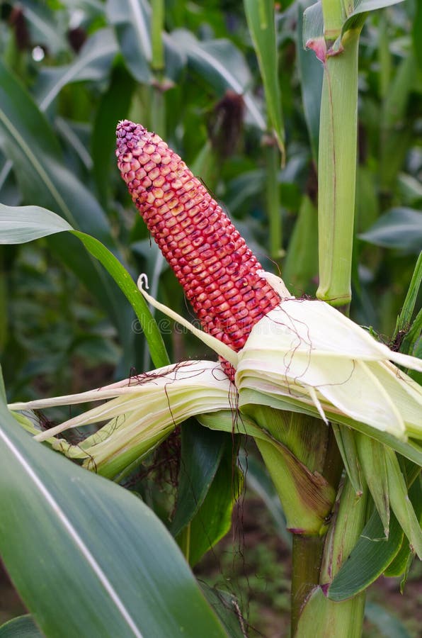Fresh red corn stock image. Image of fresh, lifestyle - 32925687