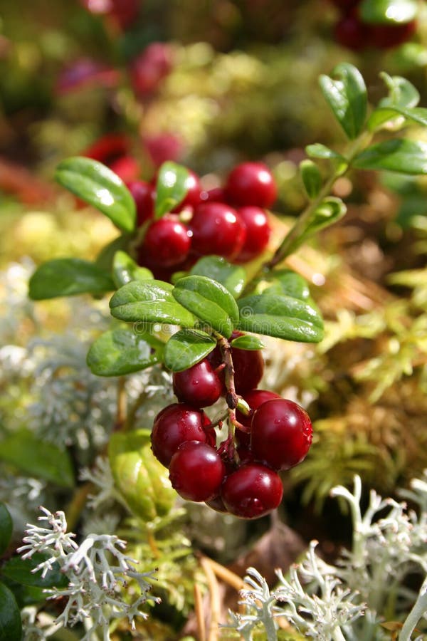 Ripe cranberry stock photo. Image of berry, heap, food - 15900014