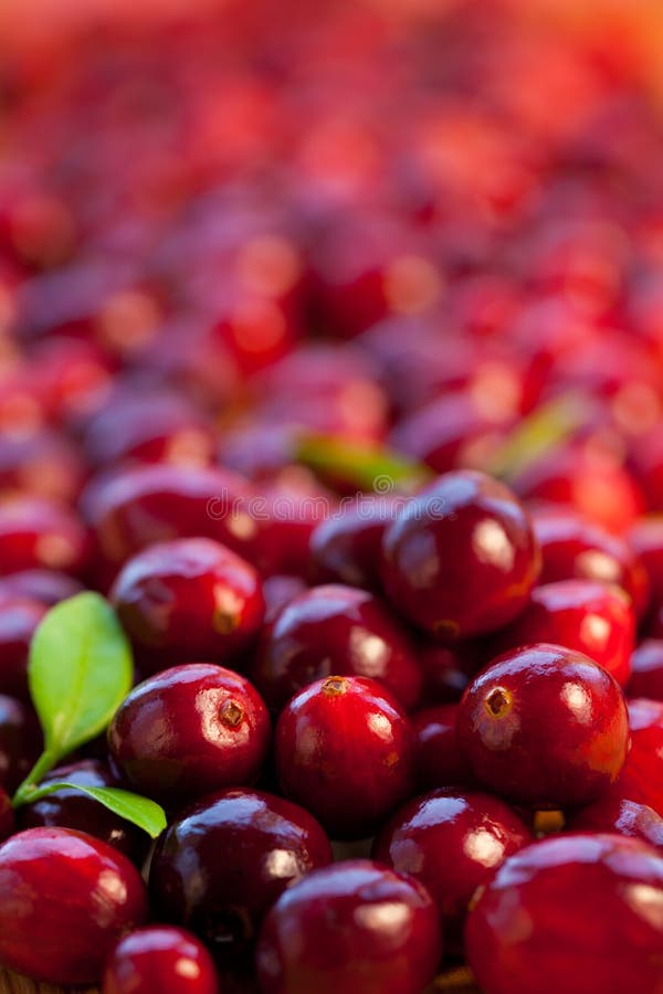 Fresh red cranberries stock image. Image of fruit, ingredient - 16608307
