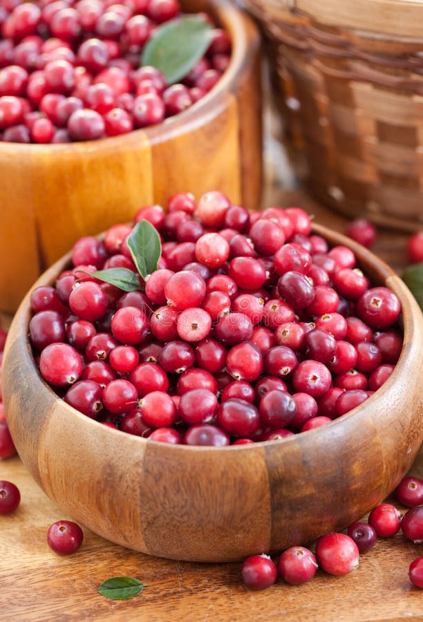 Fresh red cranberry stock photo. Image of harvest, fresh - 44807474