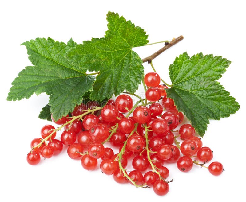 Redcurrant isolated stock photo. Image of backdrop, sweet - 14072190