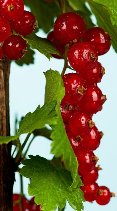 Fresh red currant stock image. Image of good, flavor - 75708323