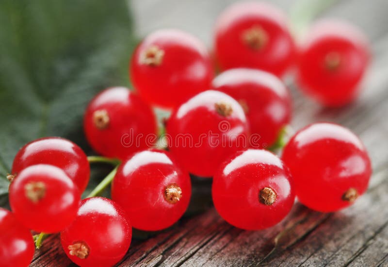Fresh red currant stock photo. Image of sweet, healthy - 121087196
