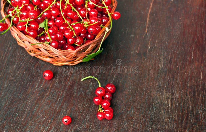 Fresh red currants stock image. Image of fresh, delicacy - 26183035