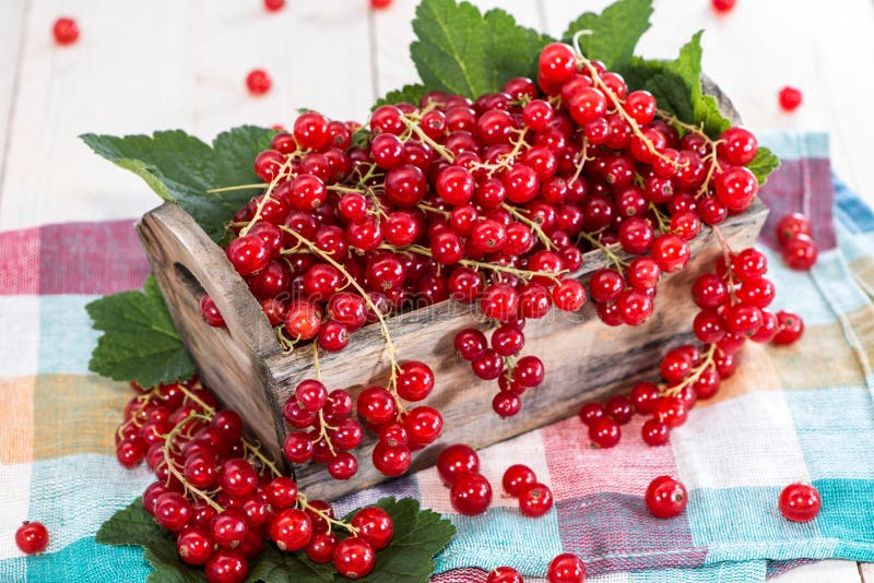 Fresh Red Currants in a Box Stock Photo - Image of cranberries, juicy ...