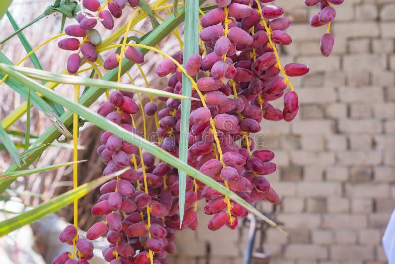 Date tree stock photo. Image of water, date, fall, little - 102693700