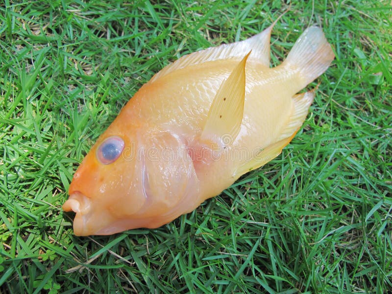 A Fresh Red Devil Cichlid Fish on the Grass Stock Image - Image of dead ...