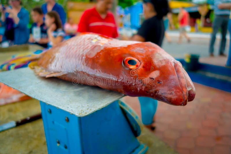 Fresh Red Fish at the Fish Market Stock Image - Image of bulgingeyes ...