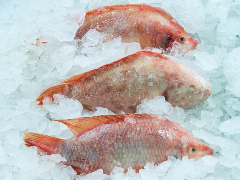 Fresh red fish stock photo. Image of diet, closeup, marine - 40995888