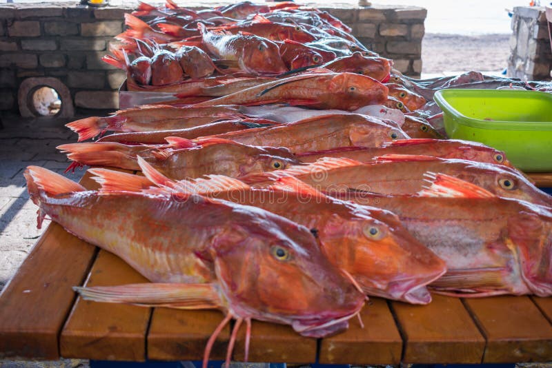 Fresh Red Fish at the Fish Market. Closeup Stock Image - Image of ...