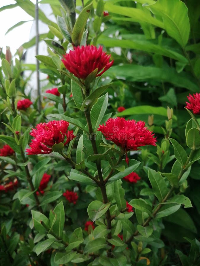 Fresh Red Flowers with Meaningful Green Leaves Stock Photo - Image of ...