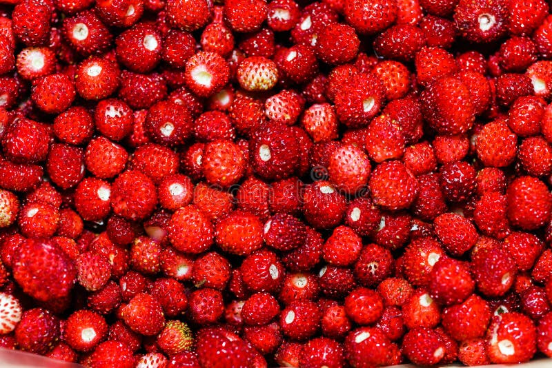 Fresh Red Forest Strawberry Stock Photo - Image of nature, natural ...