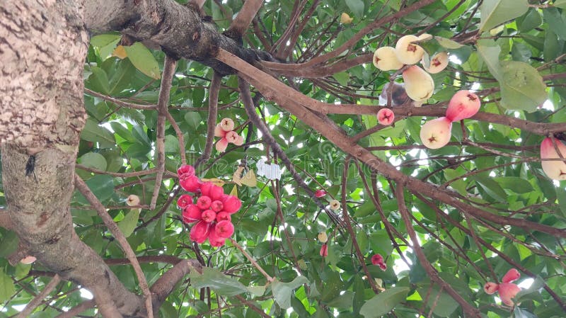 Fresh Red Fruit on the Tree. Vertical View Stock Photo - Image of ...