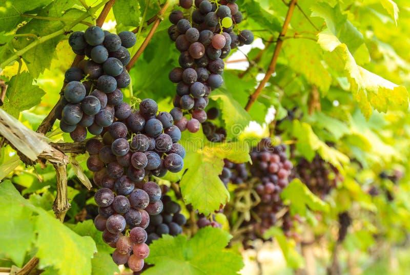 Fresh red grape stock photo. Image of grapevine, green - 39680606