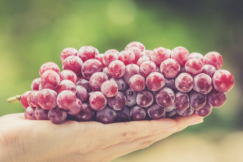 Fresh red grape stock image. Image of nutrition, natural - 59912633