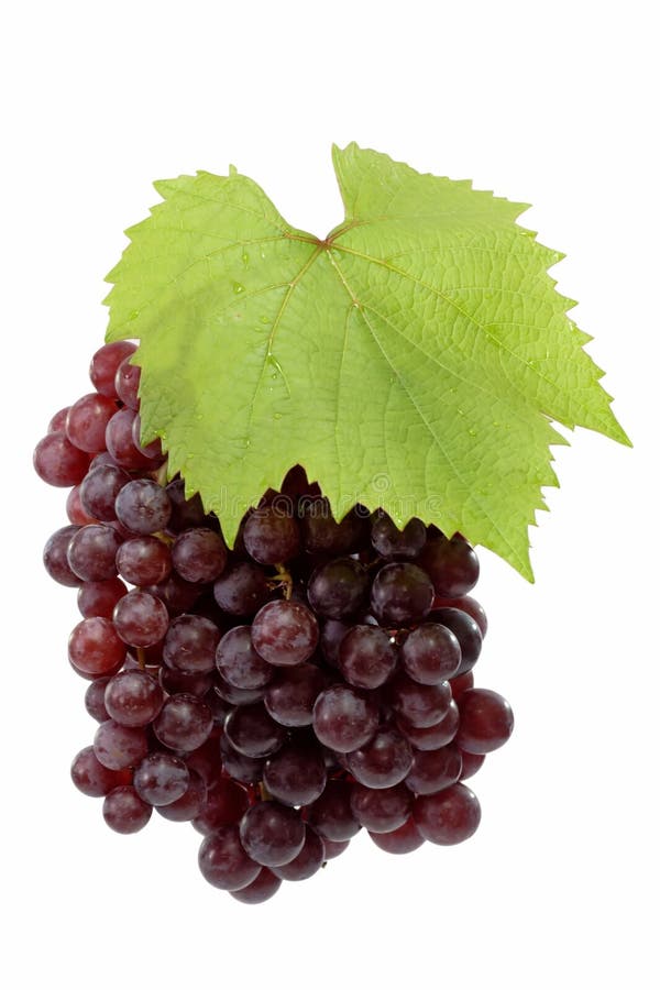 Fresh Red Grapes stock photo. Image of food, complexity - 4187020