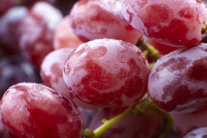 Fresh red grapes, seedless stock photo. Image of grapes - 40251362