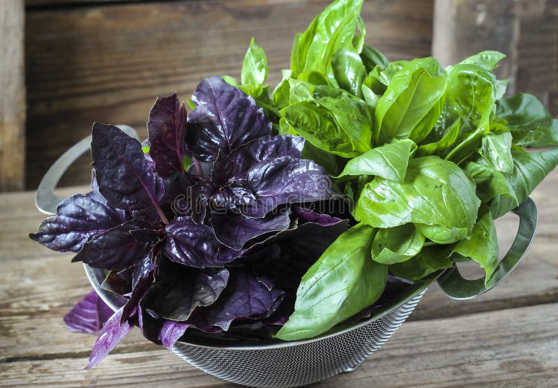 Fresh Red and Green Basil in a Strainer Stock Image - Image of aromatic ...