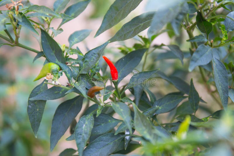 Chilli Leaves Chlorosis And Yellowing Stock Image - Image of healthy ...