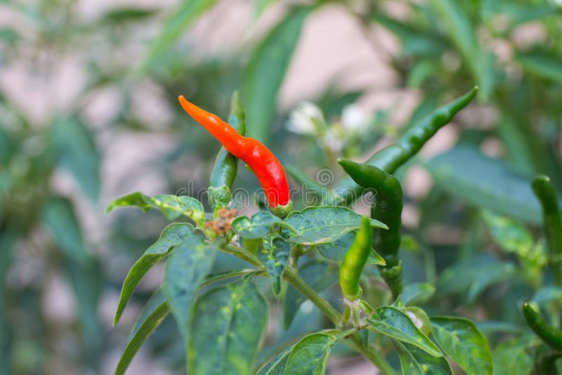 Fresh Red and Green Chilli with Leaves Stock Photo - Image of pepper ...