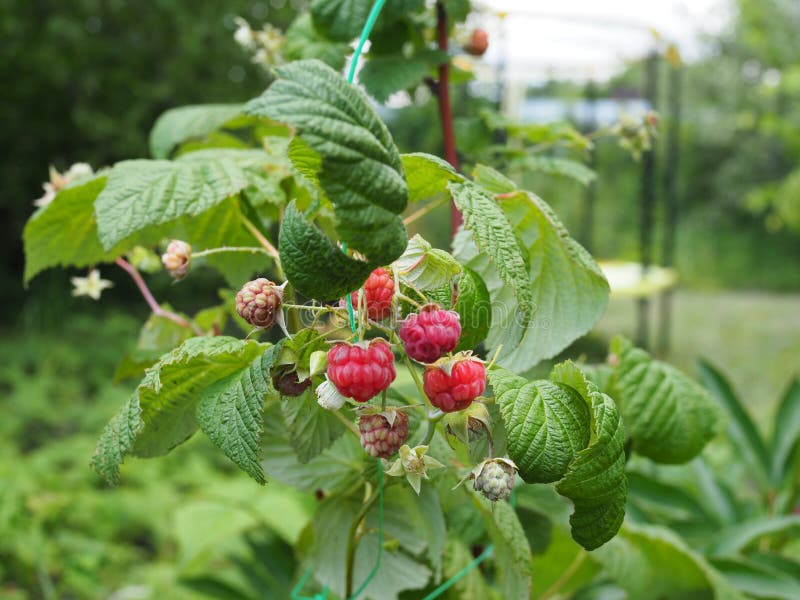 Fresh Red and Green Raspberries in a Bush Stock Image - Image of food ...