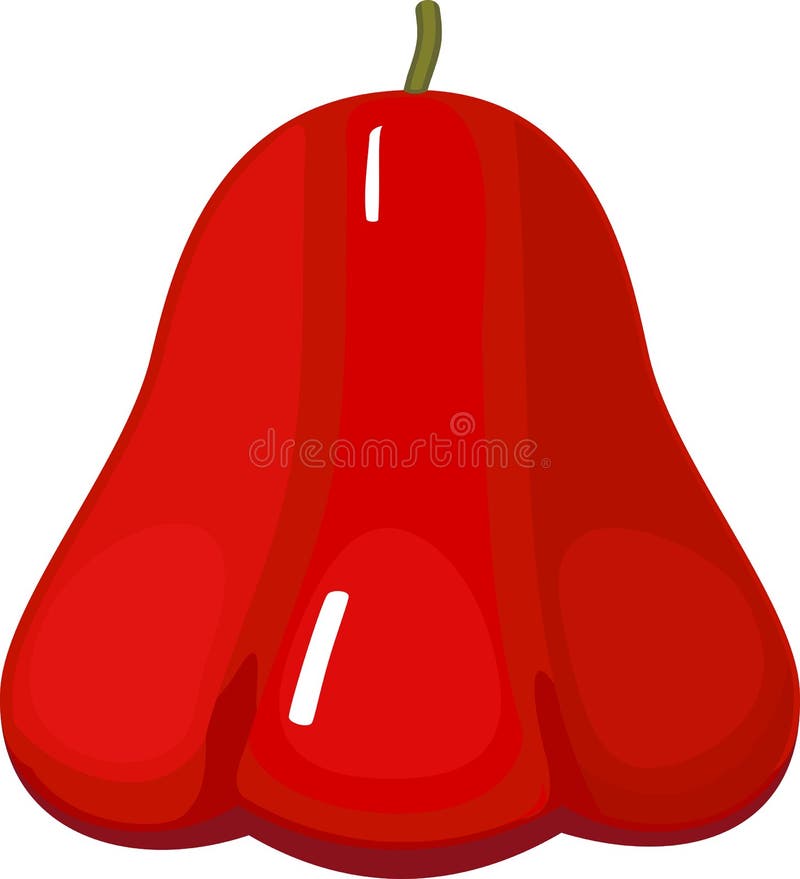 Fresh Red Java Apple Wax Apple Fruit Stock Vector - Illustration of ...