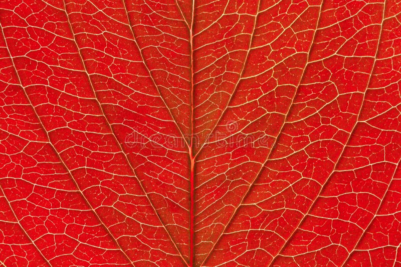 Fresh Red Leaf Texture Macro Close-up by Fall Stock Image - Image of ...