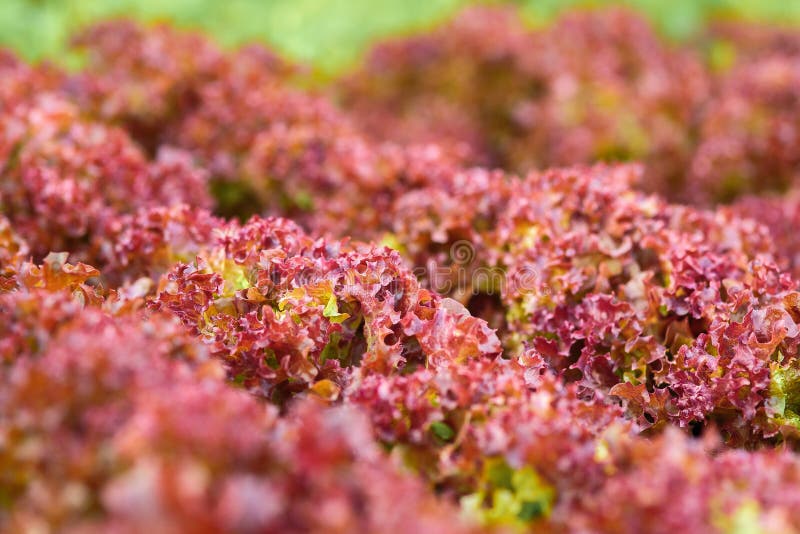 Fresh red lettuce stock photo. Image of produce, plantaion - 55472576