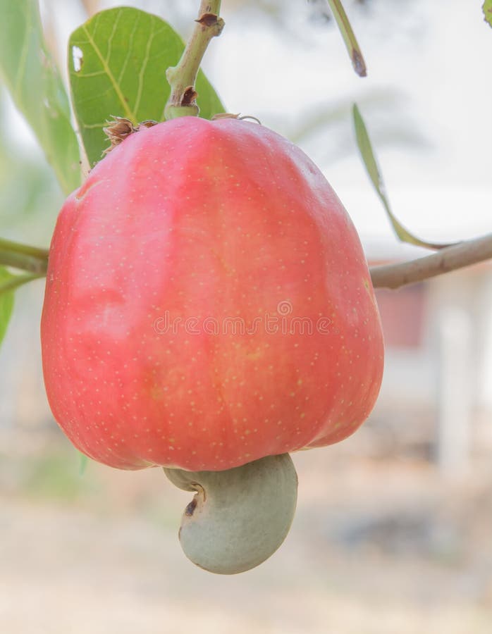 Fresh Red Mango on the Tree Stock Photo - Image of apple, farming ...