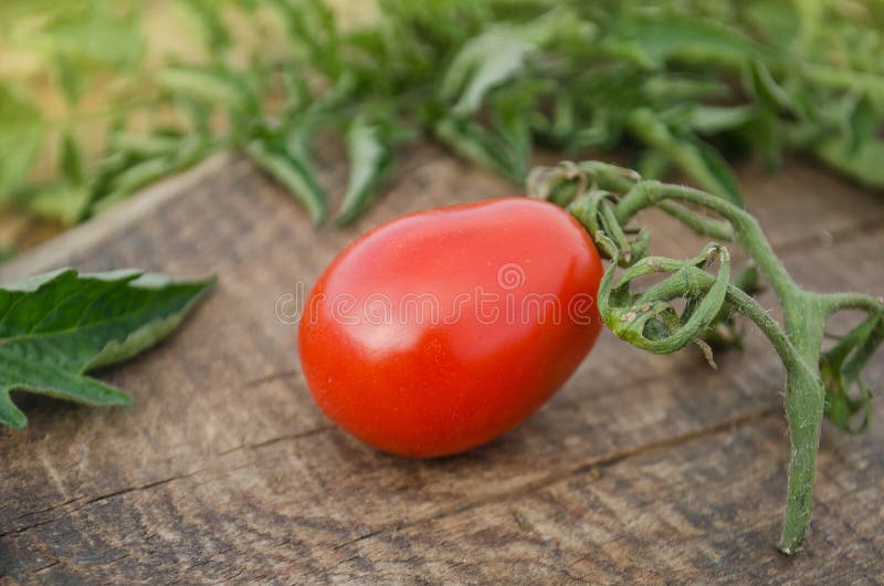 Fresh Red Mini Pear Tomatoes. Harvested Pear Tomatoes Stock Photo ...