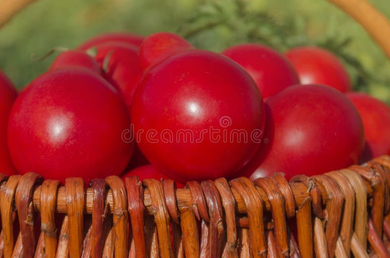Fresh Red Mini Pear Tomatoes. Harvested Pear Tomatoes Stock Photo ...