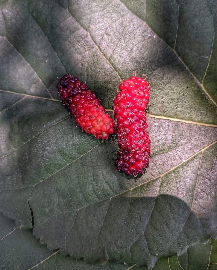 Fresh Red Mulberries Fruit on the Leaves Stock Image - Image of ...