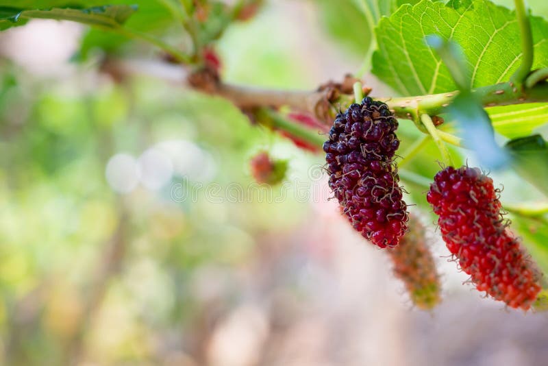 Fresh Red Mulberry Fruits on Tree Stock Image - Image of branch, dark ...