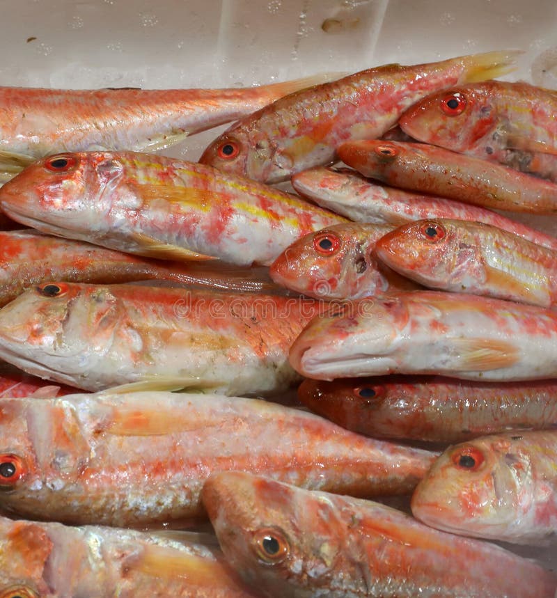 Fresh Red Mullet Fish for Sale at the Fish Market Stock Photo - Image ...