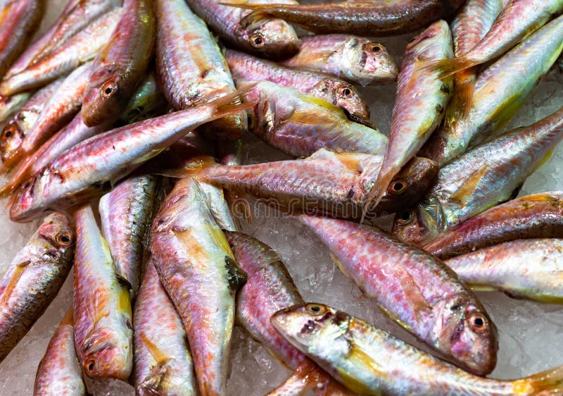 Fresh Red Mullet Fish at the Seafood Market Stock Photo - Image of ...