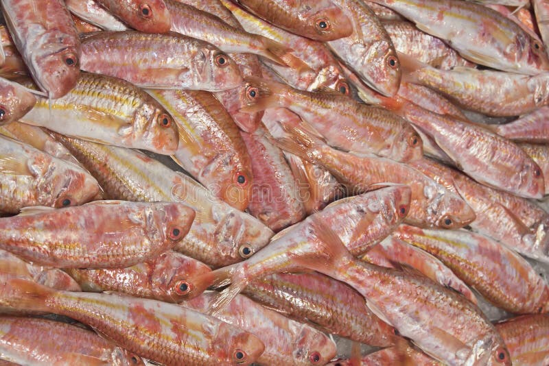 Fresh Red Mullet for Sale on Fish Market Stock Image - Image of mullet ...
