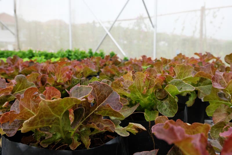 Fresh Red Oak Lettuce Farming. Vegetable Leaf Background Stock Photo ...