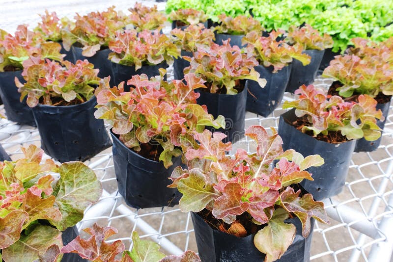 Fresh Red Oak Lettuce Farming. Vegetable Leaf Background Stock Photo ...