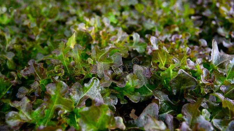 Fresh Red Oak Lettuce in Hydroponics System Pipe Stock Footage - Video ...