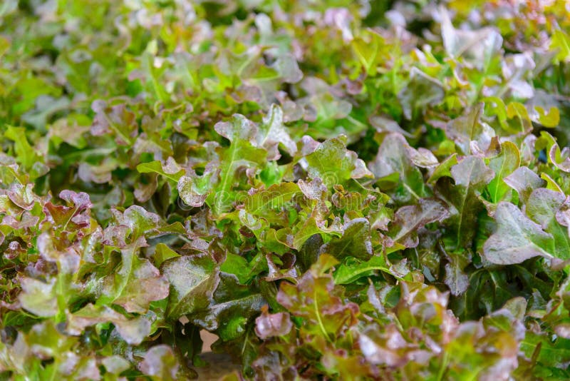 Fresh Red Oak Lettuce in Hydroponics System Pipe Stock Image - Image of ...