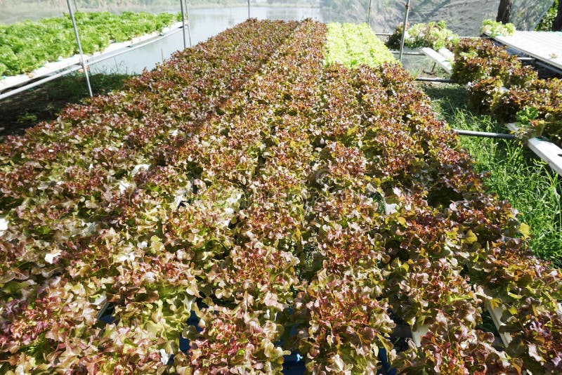 Fresh Red Oak Plant in Vegetable Garden Stock Photo - Image of fresh ...