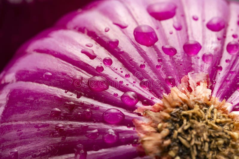 Fresh Red Onion on the Table - Allium Cepa Stock Photo - Image of ...