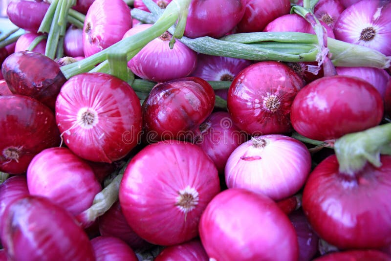 Fresh Red Onions stock photo. Image of leafy, market - 21154360