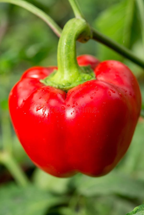 Fresh Red Pepper in the Garden Stock Photo - Image of vegetable, sweet ...