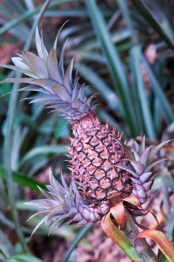 Fresh Red Pineapple on Farm Stock Photo - Image of outside, antioxidant ...