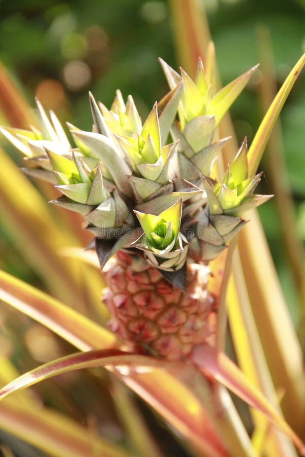 Fresh red Pineapple stock photo. Image of leaf, head - 31869590