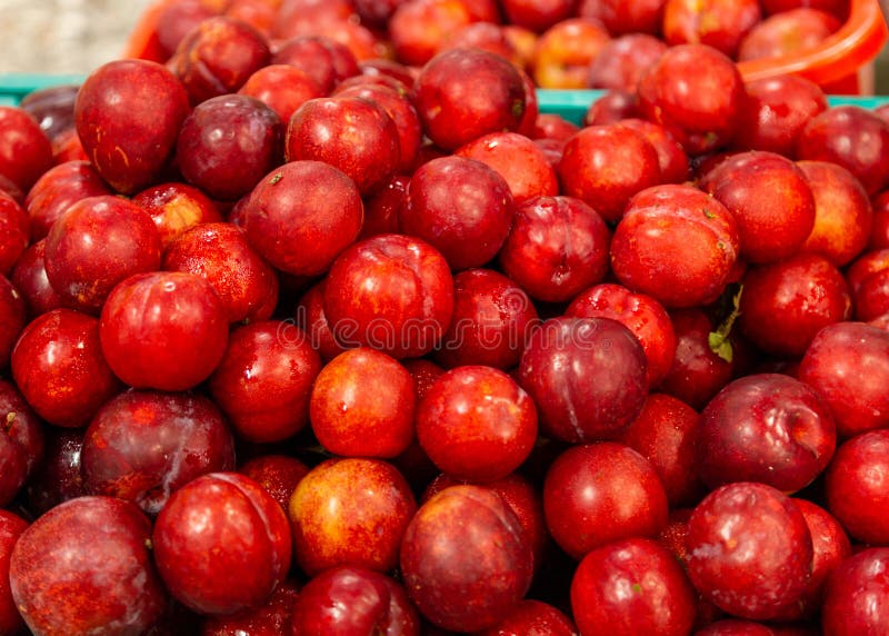 Fresh red plums stock image. Image of plum, healthy - 155215585