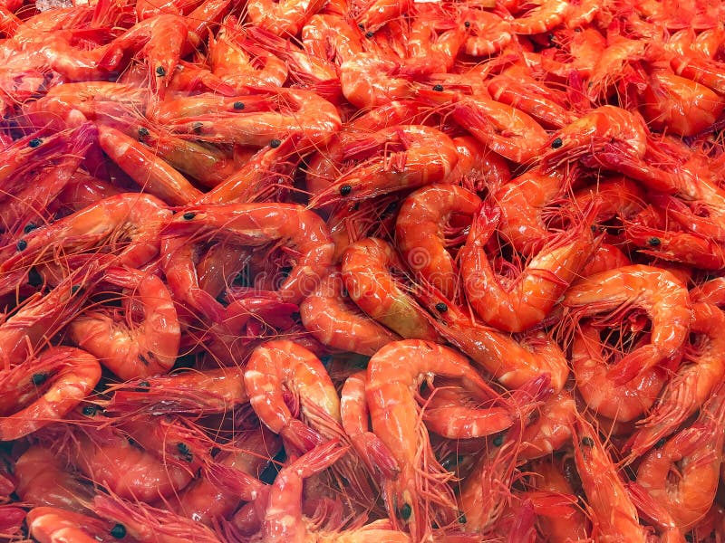 Fresh red prawns. stock photo. Image of healthy, industry - 143789018