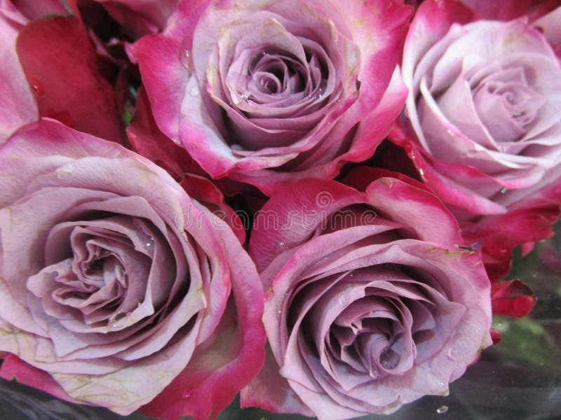 Fresh red and purple roses stock image. Image of plant - 98477993