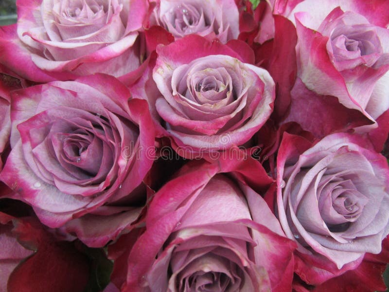 Fresh red and purple roses stock image. Image of fresh - 98477999